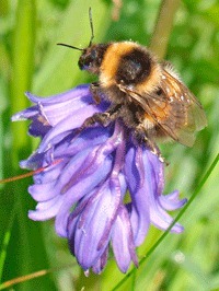 What's the buzz? Bee-friendly gardens in focus | The Journal of the San ...