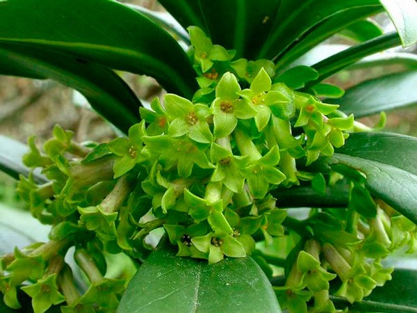 Watch out for toxic, invasive plant the Spurge Laurel | The Journal of ...