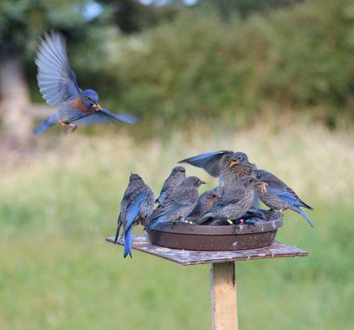 Through a combined effort, Western Bluebirds on the rise | Special to ...