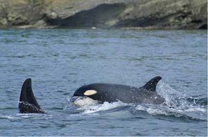 Orca calf born in K pod; Southern resident population may be 90 | The ...