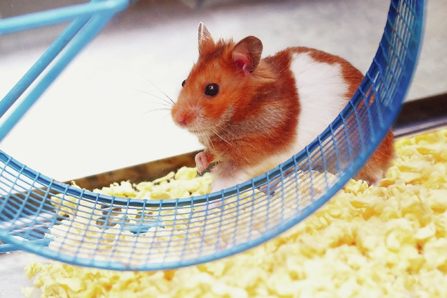 Co-op uses animal labor for power | The Gerbil | The Journal of the San ...