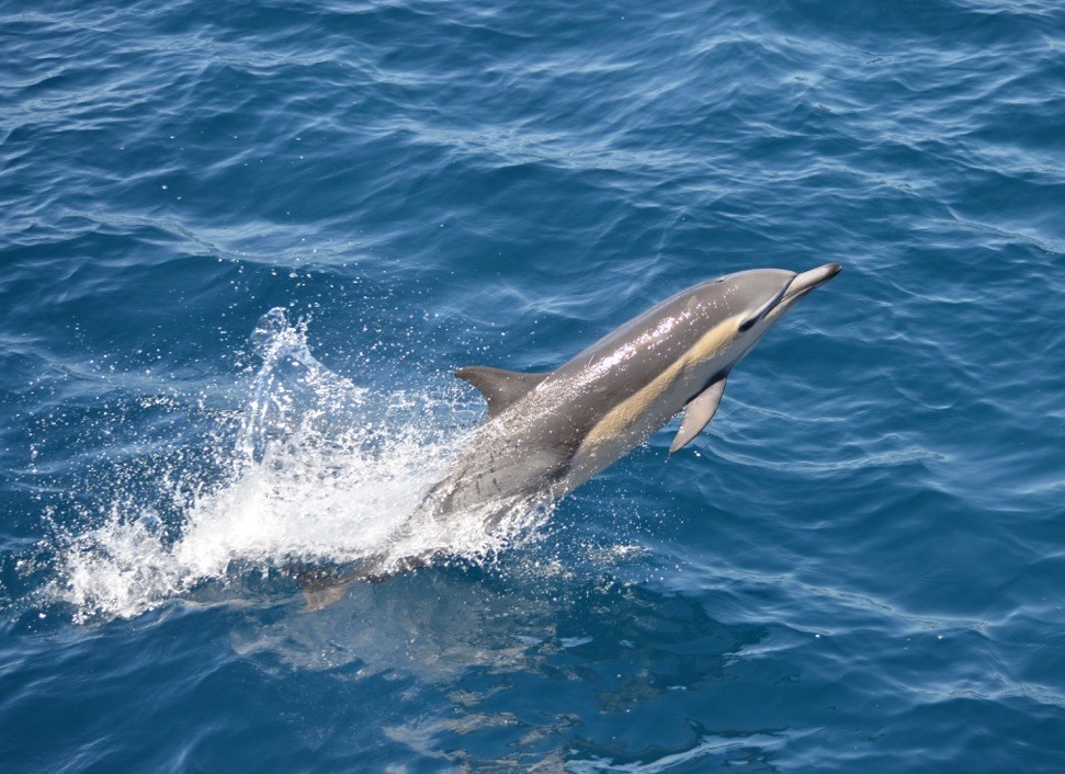 Could Be First-Ever Sighting of Common Dolphins in the Salish Sea | The ...