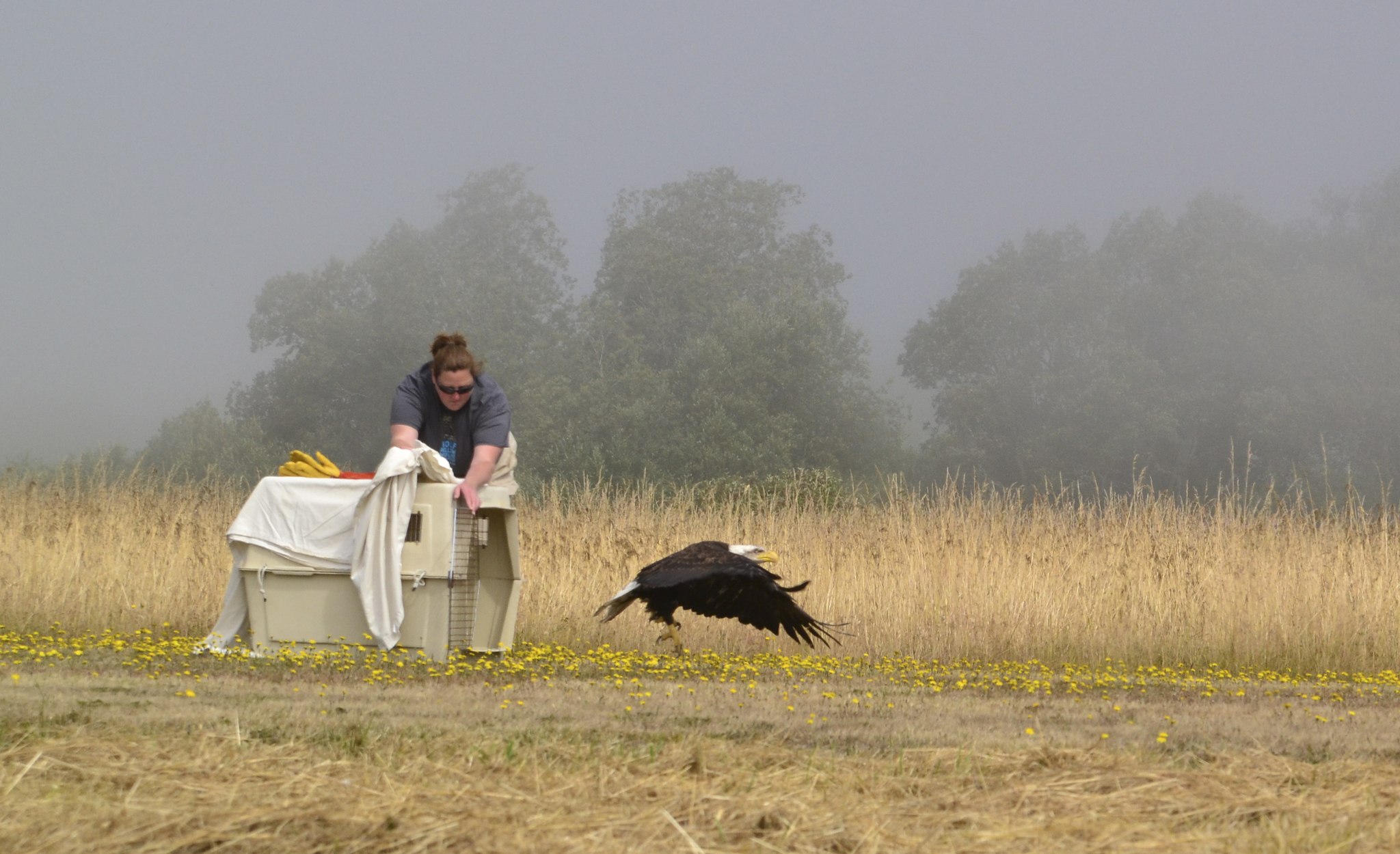 Injured eagle successfully rehabilitated and released | The Journal of ...
