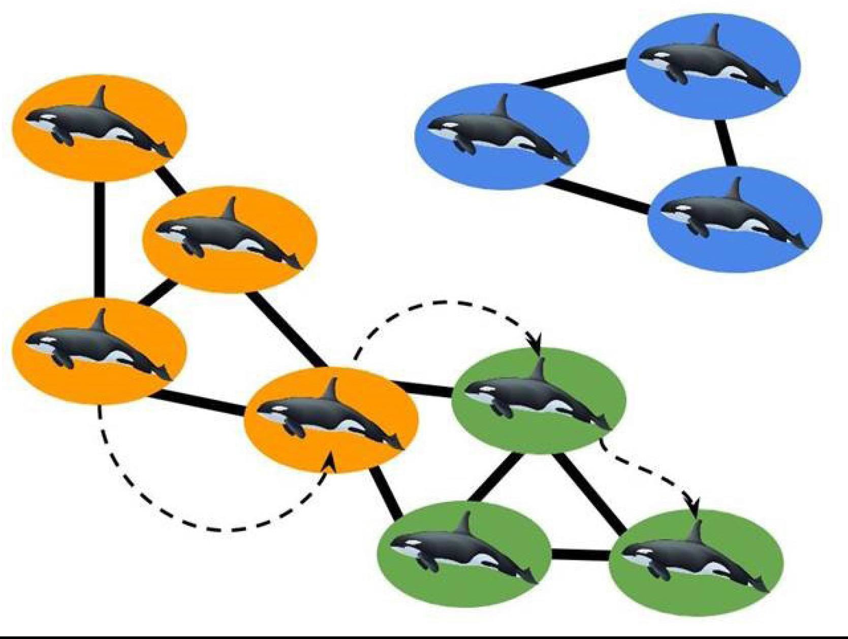 The multidimensional social structure of the resident killer whales ...