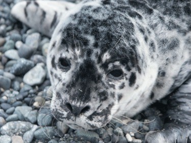 It's pupping season: Here’s what to do if you find a seal pup on the ...