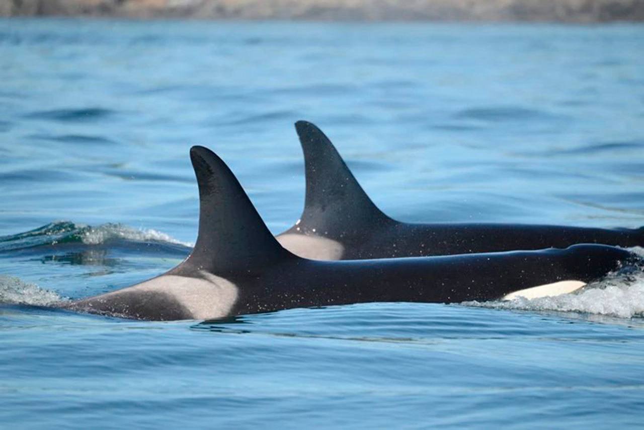 Wired for orca love | The Journal of the San Juan Islands