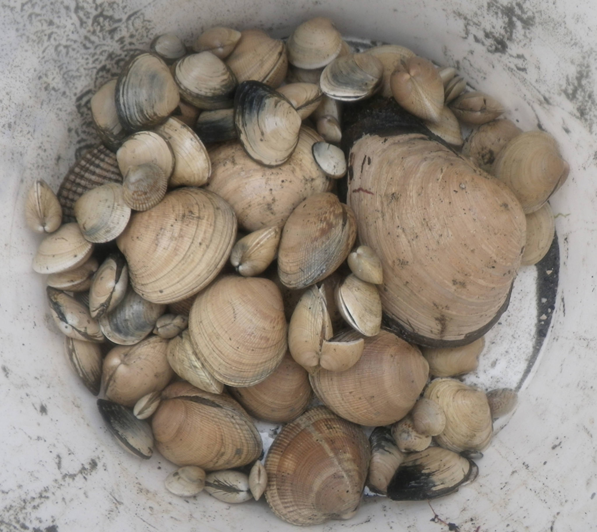 Soapy clams raise concerns for island ecosystems | The Journal of the ...