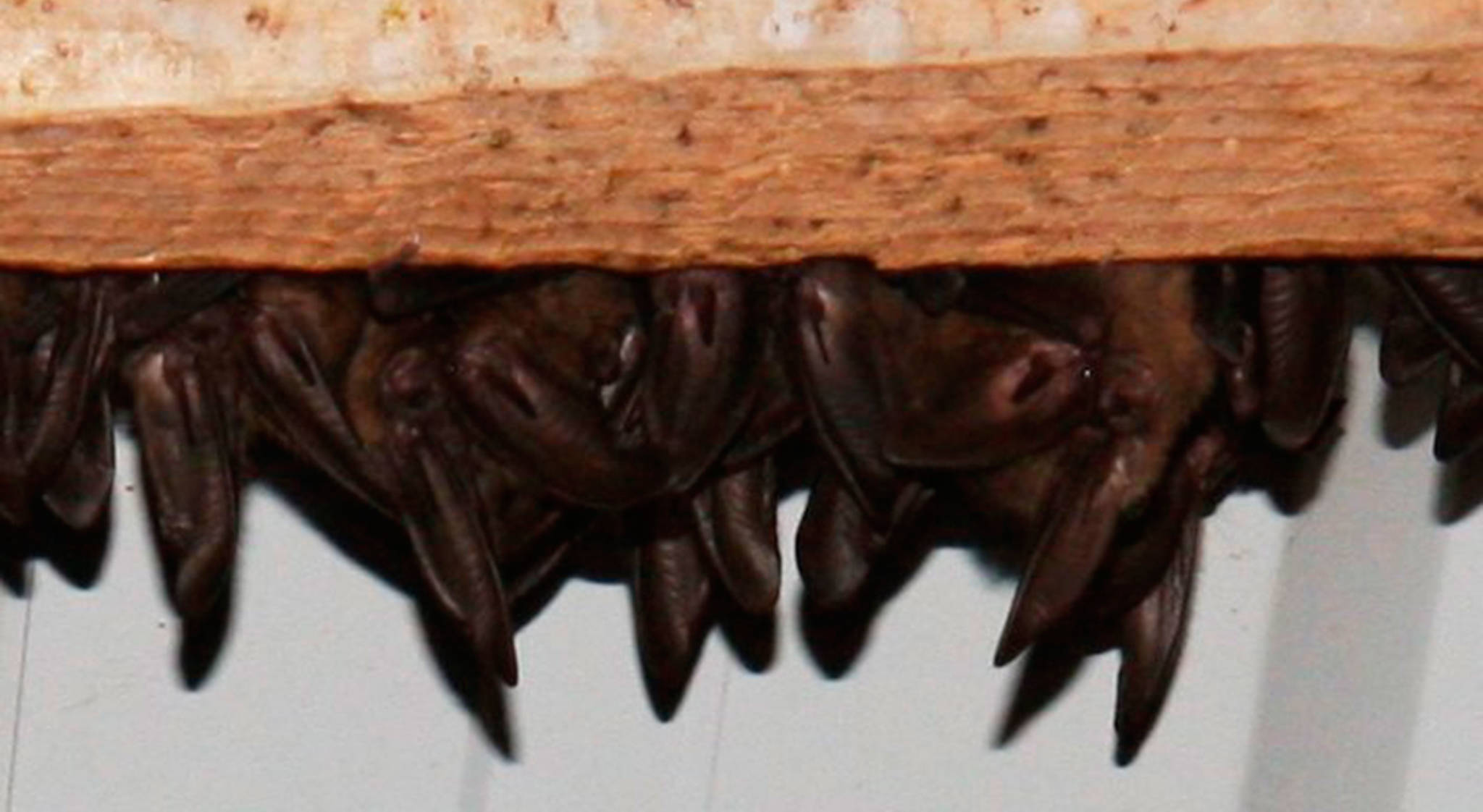 Holy bat grid! Kwaiht tracks bats’ seasonal, flight patterns | The ...