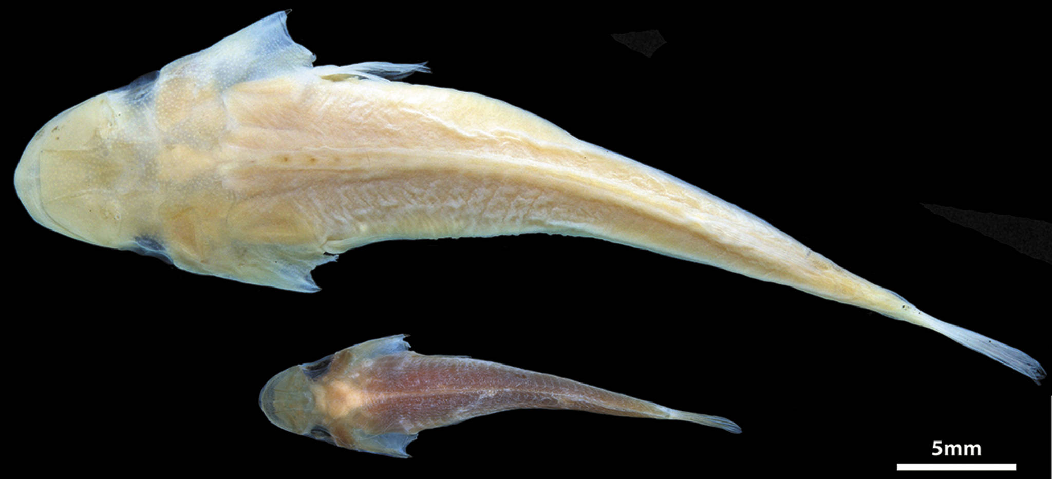 New, toothy fish discovered by the University of Washington | The ...