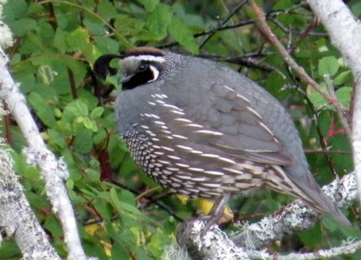 In defense of machoness: Father’s Day in the wild | The Journal of the ...