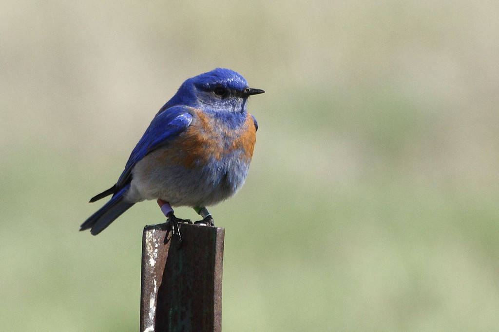 Students help Bluebirds | Guest Column | The Journal of the San Juan ...