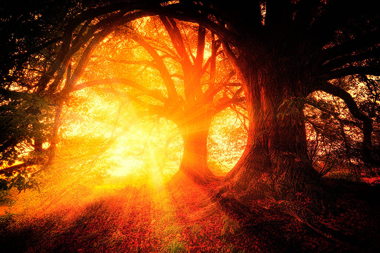 The underground world of trees | The Journal of the San Juan Islands