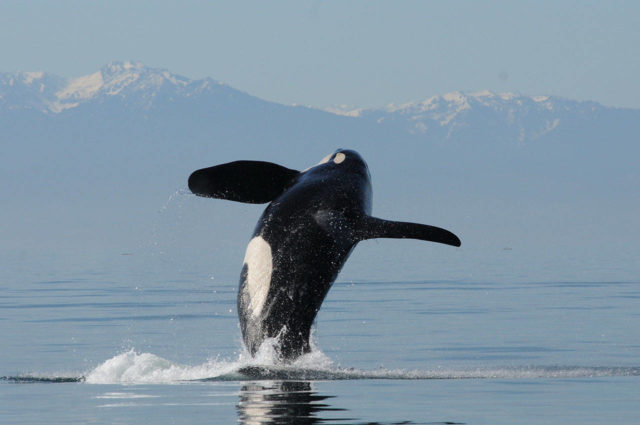Captain Hobbes creates organization to protect orcas | Guest column ...