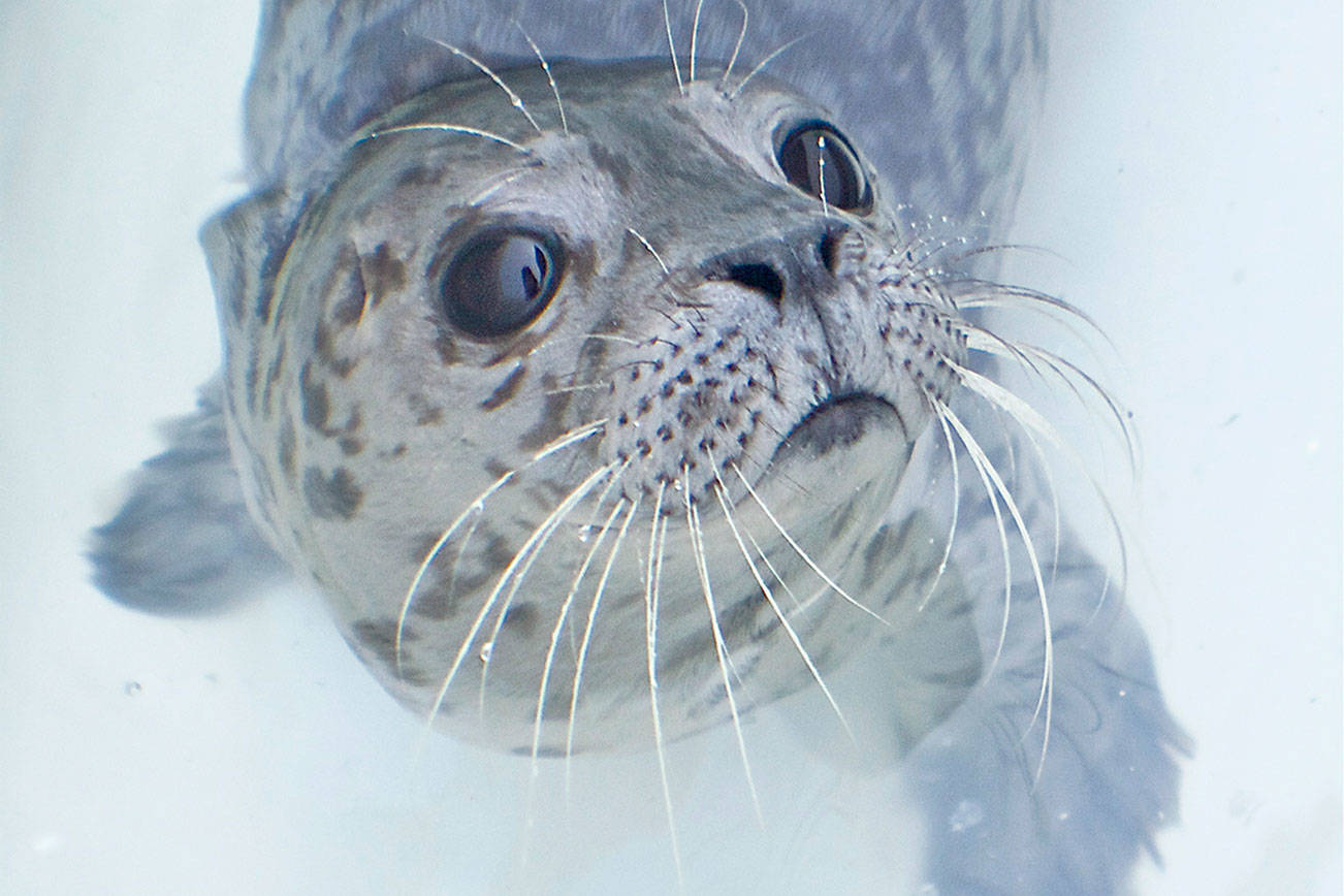 Reminder: Do not touch seals | The Journal of the San Juan Islands