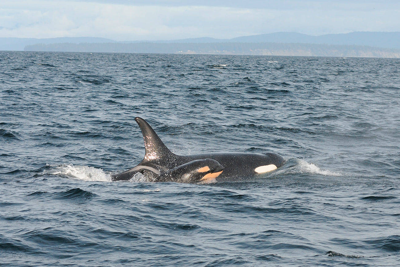 NOAA looks at ways to save J pod orca, who is near death | The Journal ...