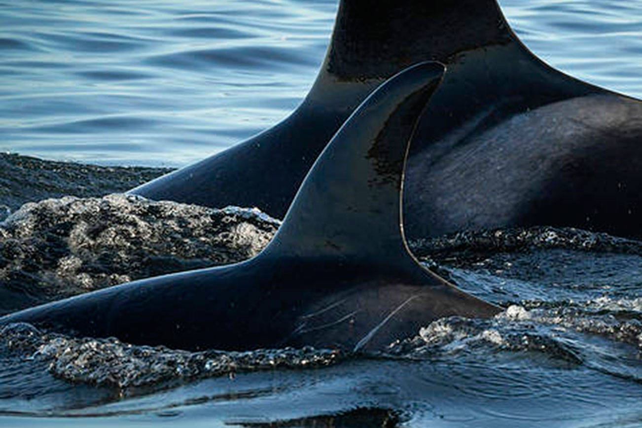 Public calls for NOAA to take action to save Southern resident orcas ...