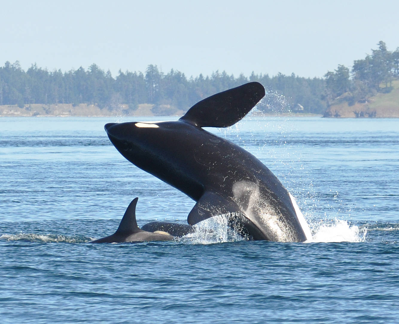 Add orca sightings to digital database at The Whale Museum | The ...