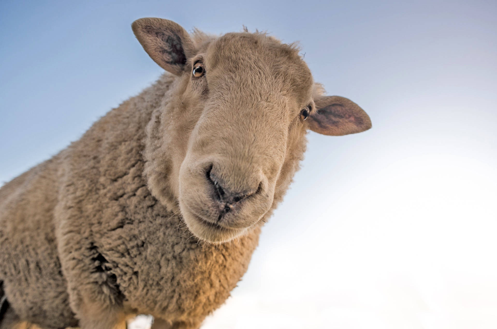 Coffelt farm update | The Journal of the San Juan Islands