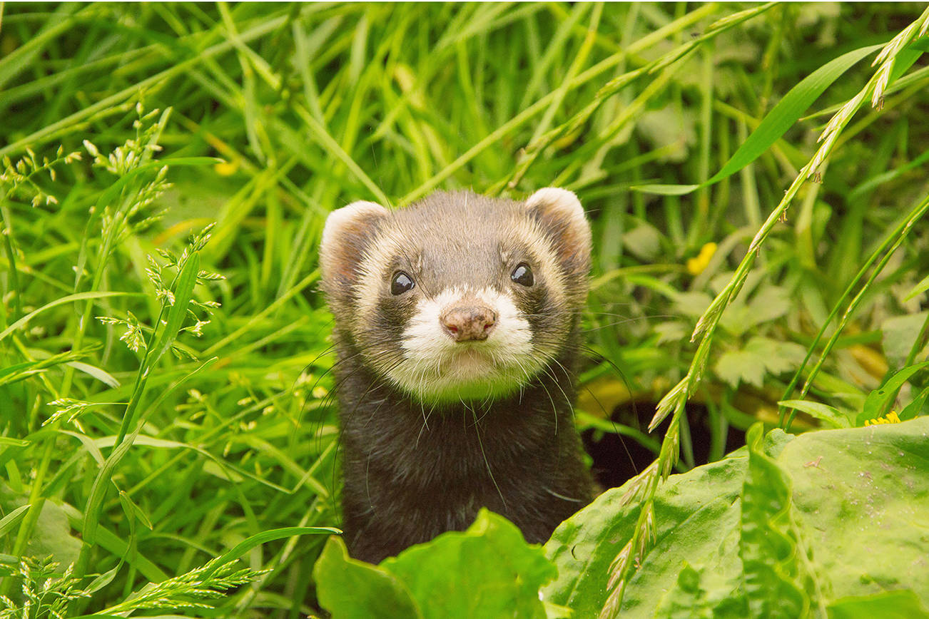 Washington Invasive Species Council art competition | The Journal of ...