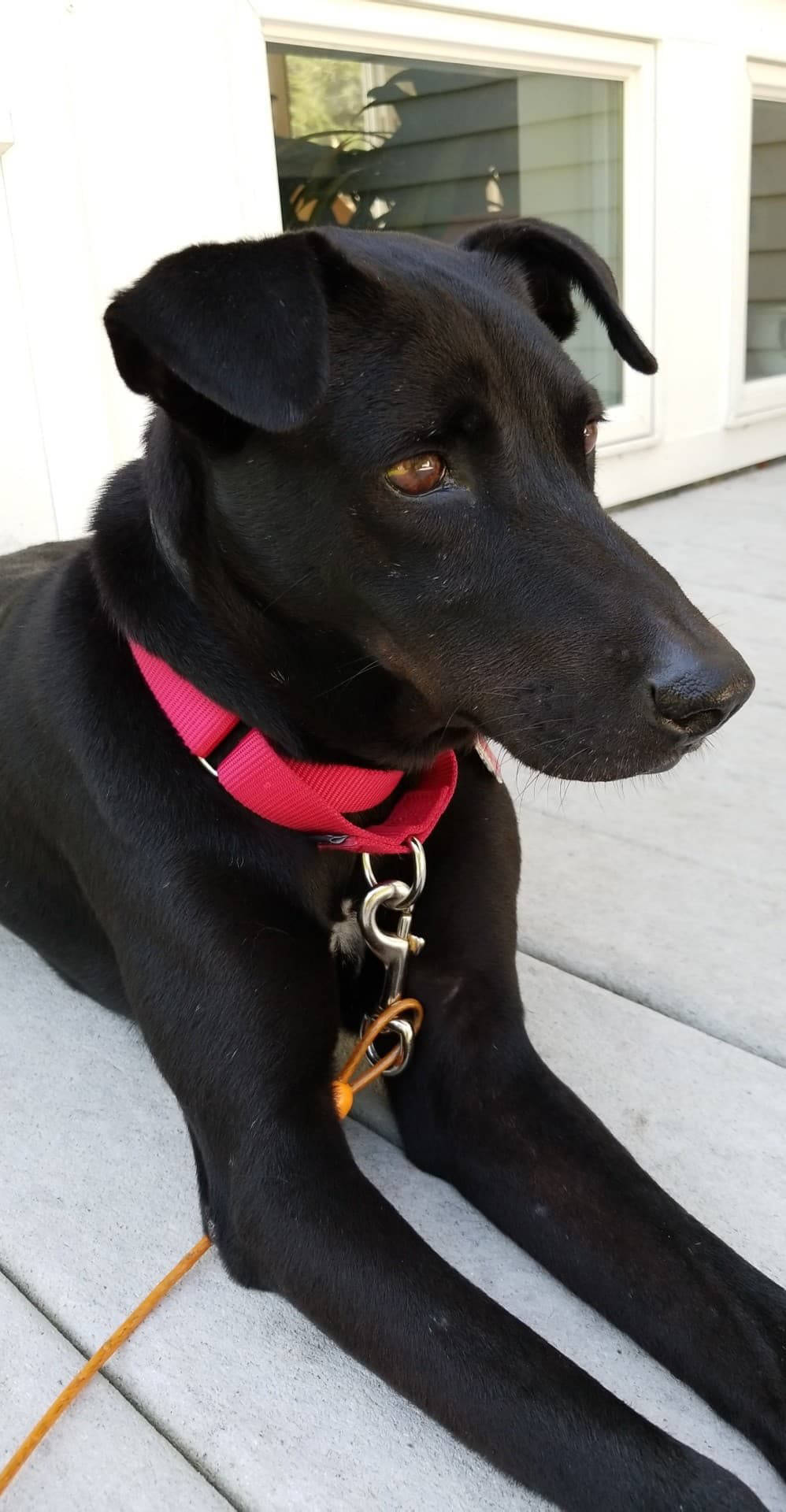 Dogs find homes after story in Islands’ Sounder | One still available ...