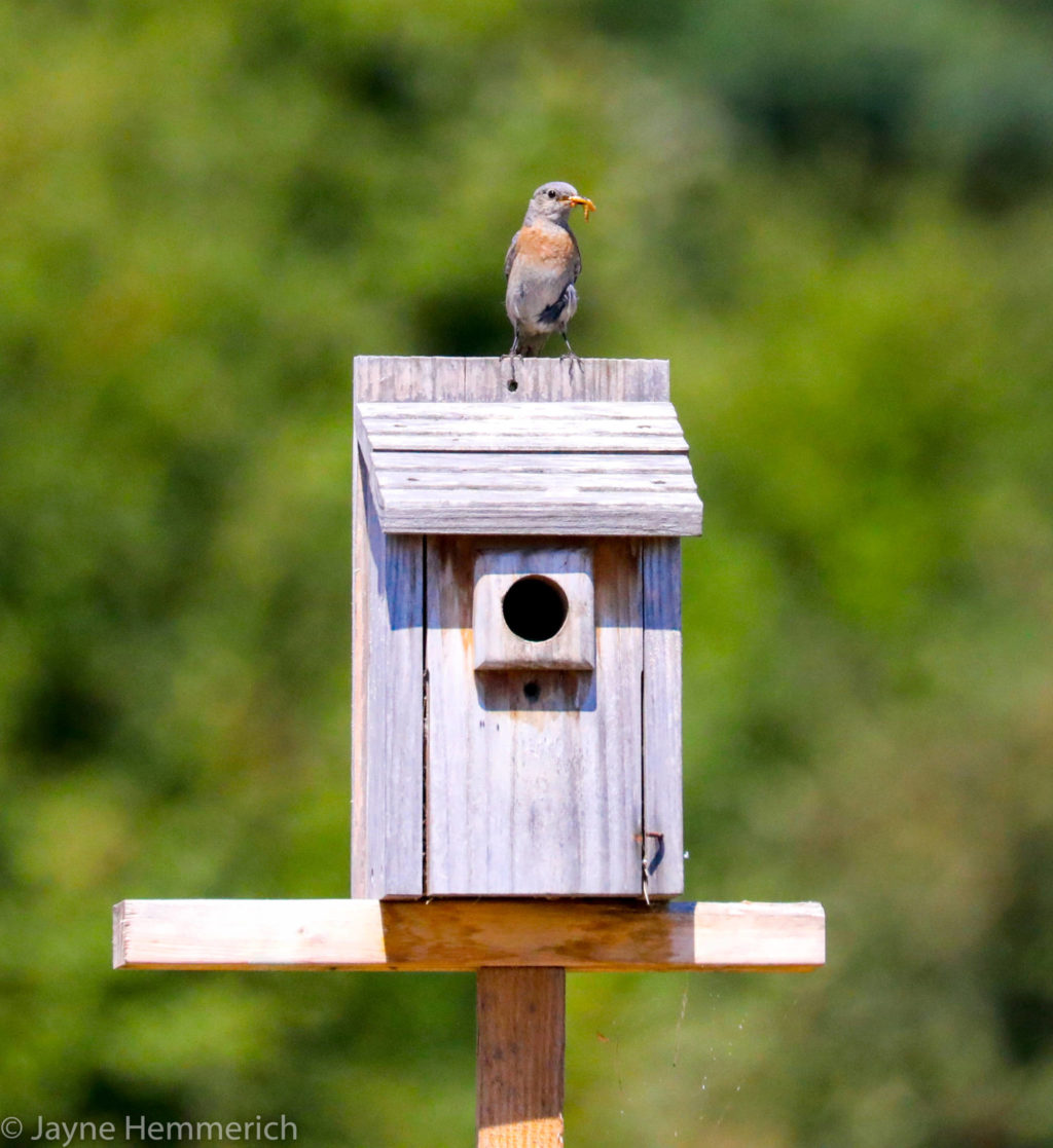 Western bluebird reintroduction has a successful year | The Journal of the San Juan Islands
