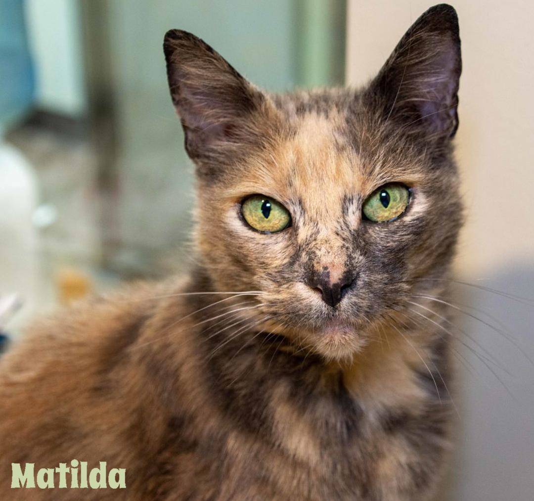 Matilda | Pet of the Week | The Journal of the San Juan Islands
