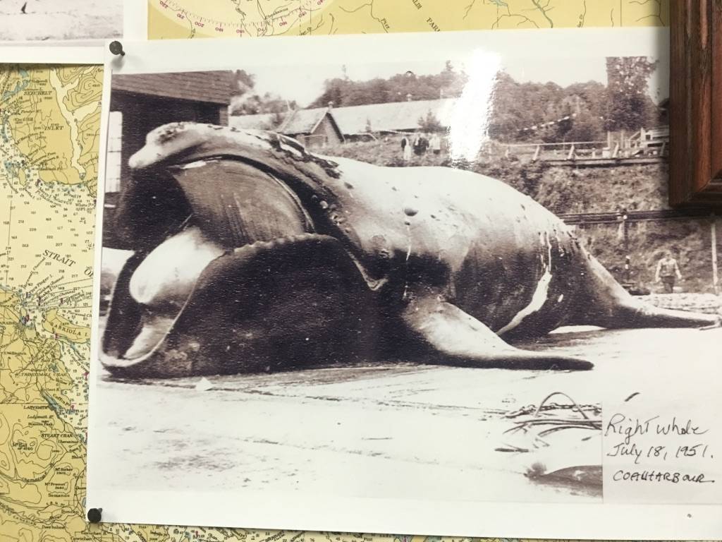 Friends host webinar about world’s rarest whale | The Journal of the ...