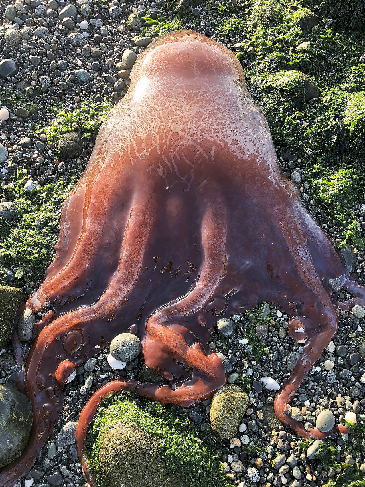 Possible rare ‘seven-armed octopus’ found on Whidbey beach | The ...