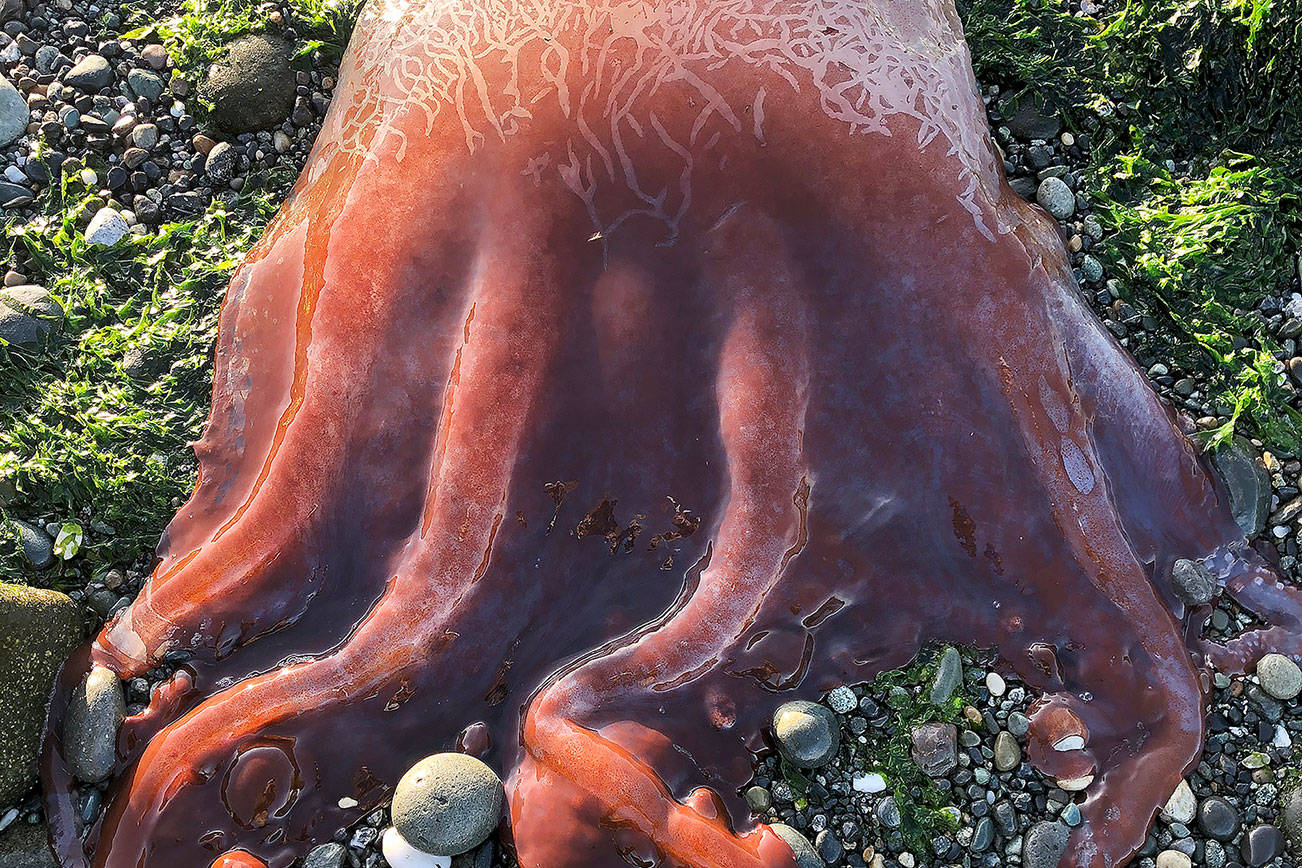 Possible rare ‘seven-armed octopus’ found on Whidbey beach | The ...