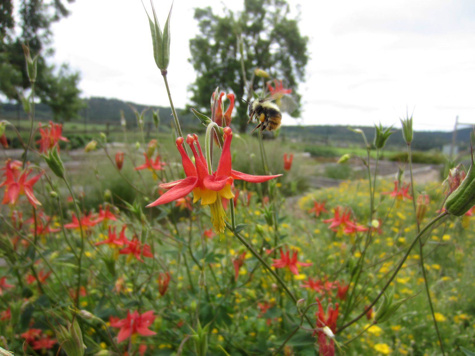 The Salish Seeds Project Fall Native Wildflower Sale | The Journal of ...