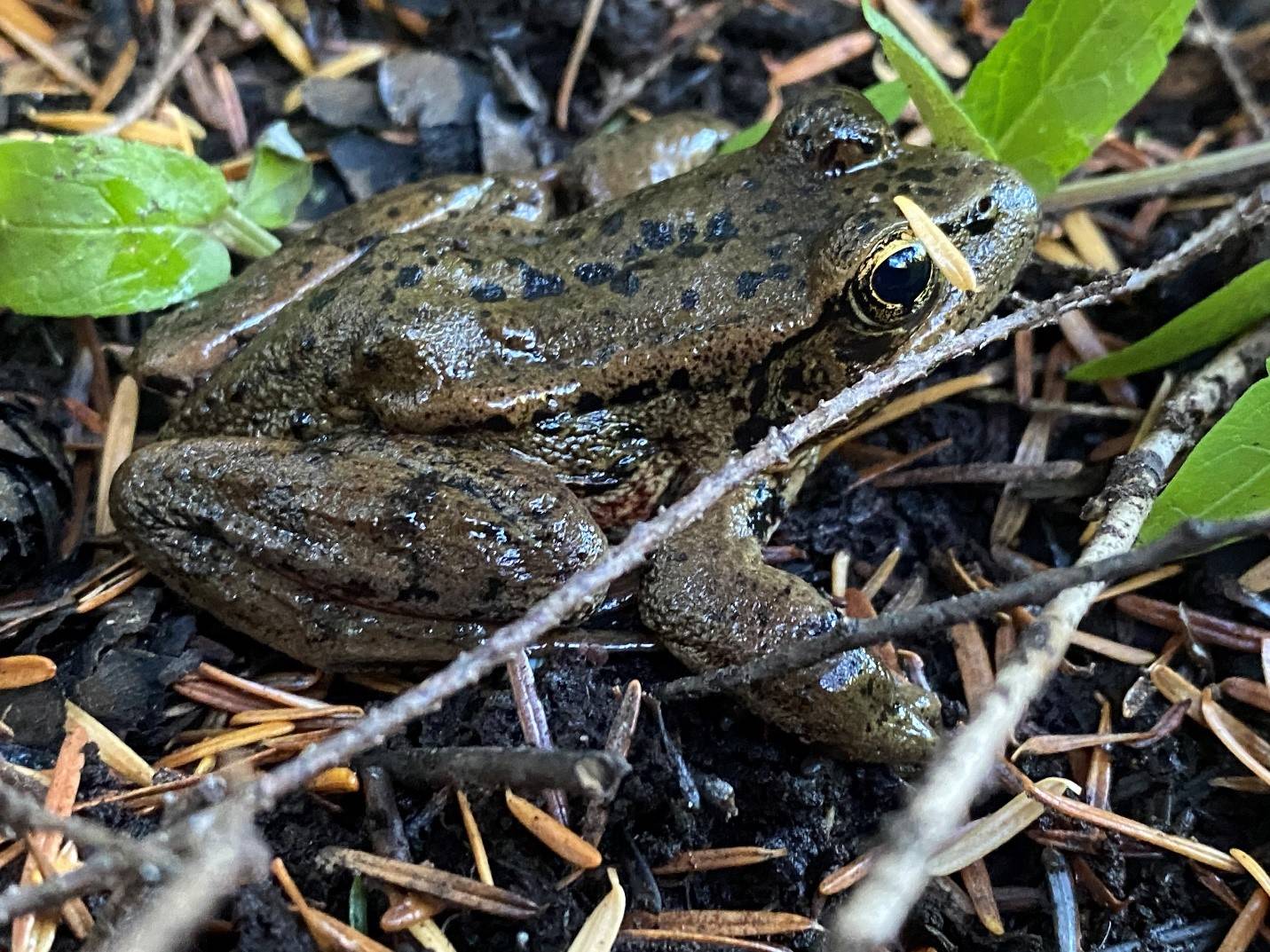 ‘Frogs of the San Juan Islands’ | The Journal of the San Juan Islands