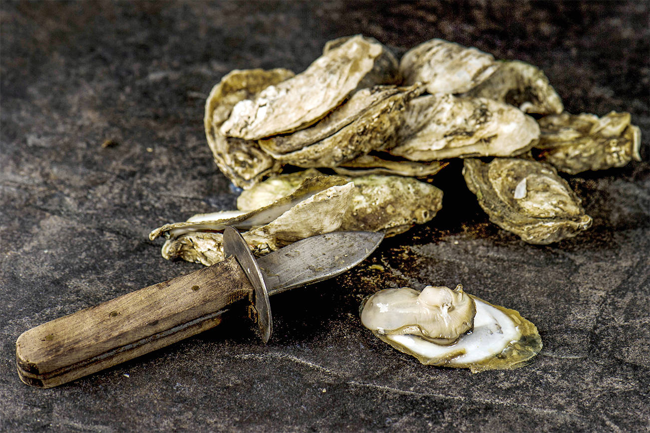 High heat, low tide likely triggering spike in shellfish-linked infections | The Journal of the ...