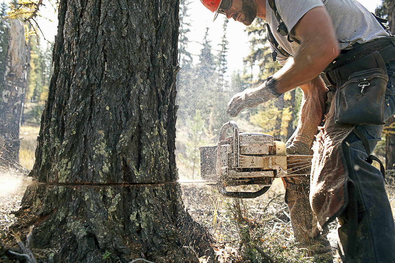 EDC to offer free Tree Worker Basics Course on Orcas Island | The ...