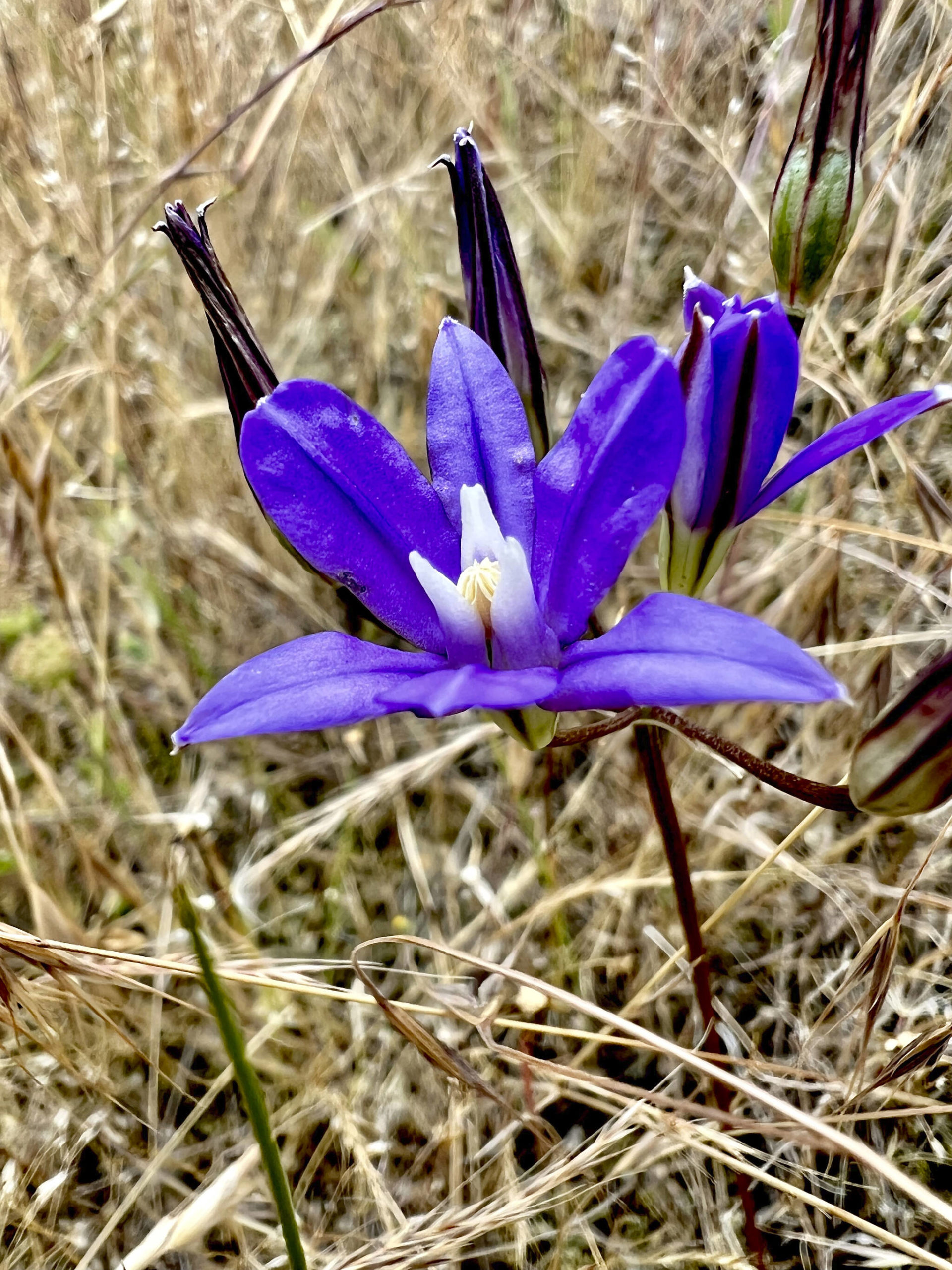 Indian Harvest Brodiaea - the plant hiding in plain sight | The Journal ...