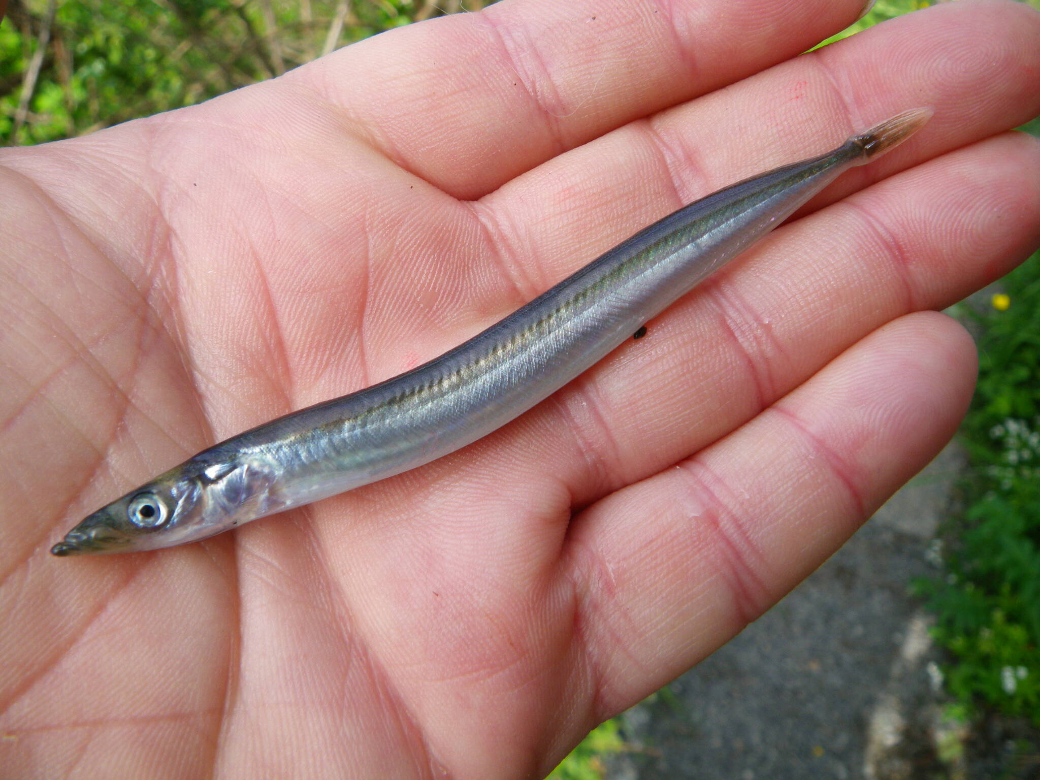 Over-the-counter pesticides found in islands’ forage fish | The Journal ...