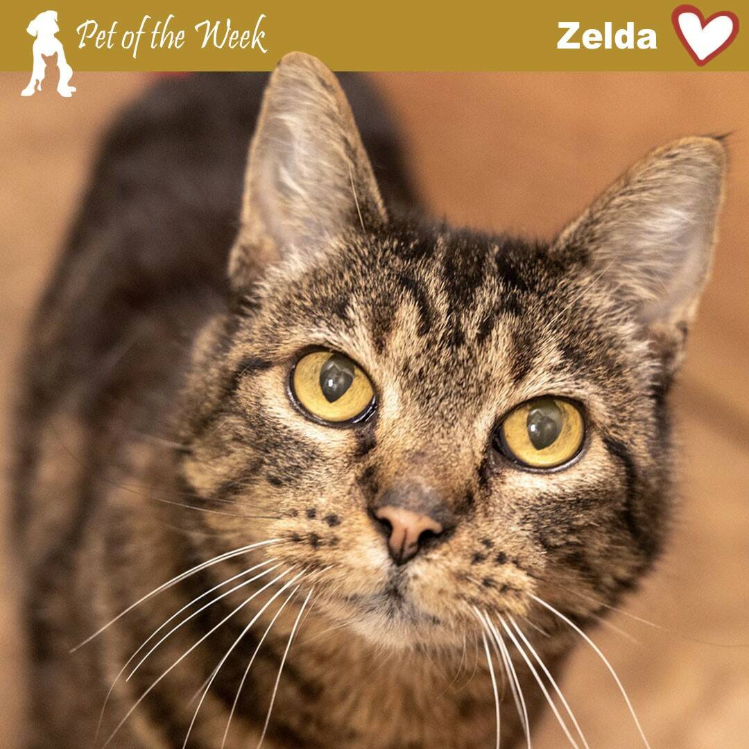 Meet Zelda- Pet of the Week | The Journal of the San Juan Islands