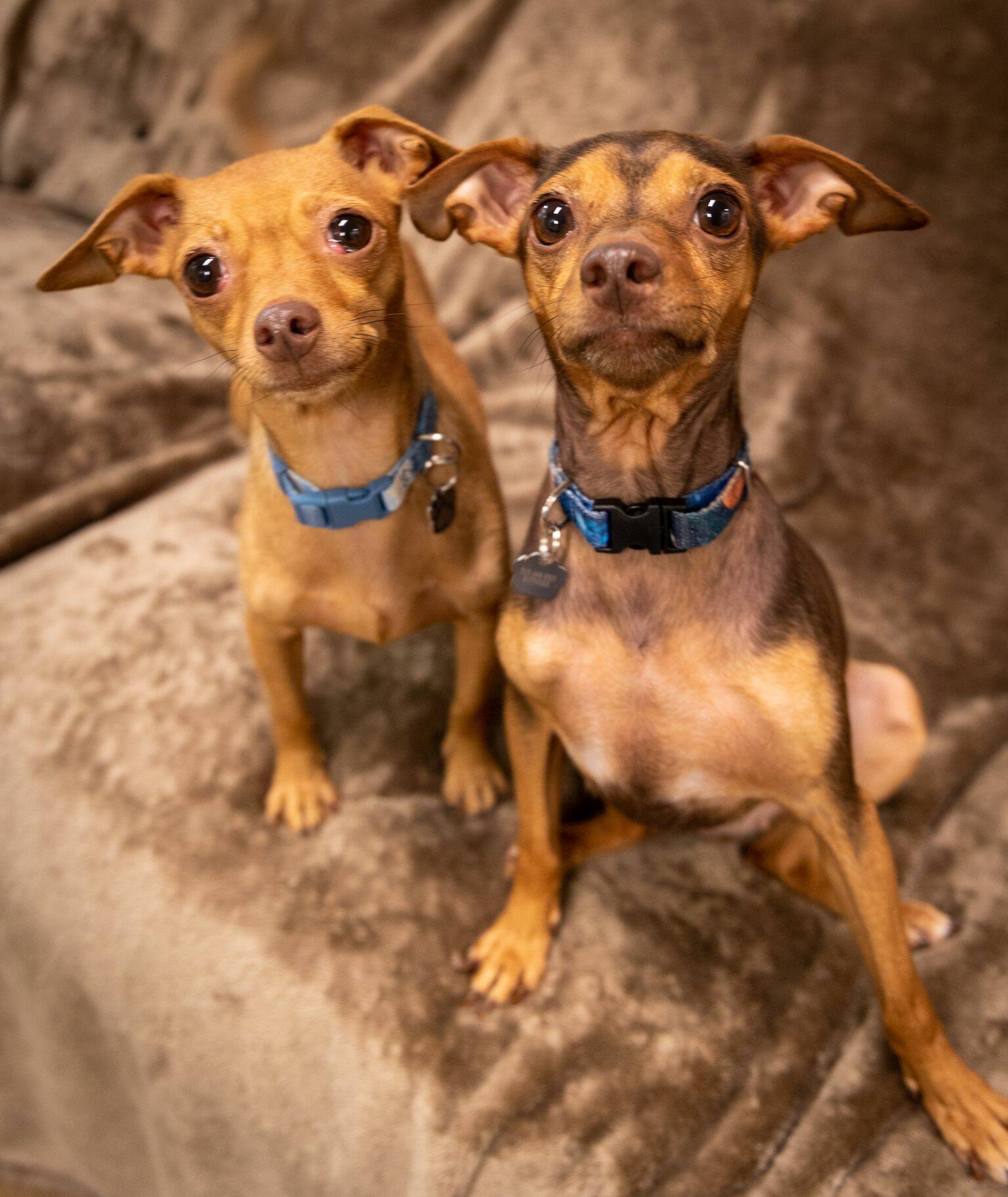 Meet Moxie and Tilly - Pets of the week | The Journal of the San Juan ...