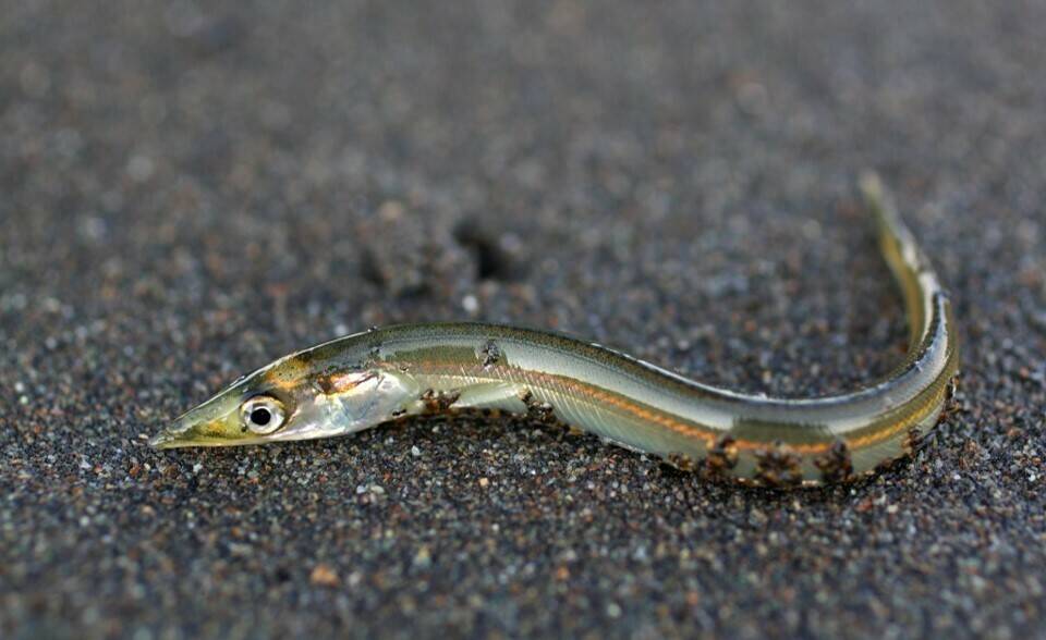 Shining a light on overlooked little fish | The Journal of the San Juan ...