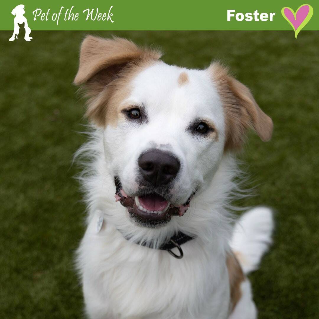 Meet Foster - Pet of the Week | The Journal of the San Juan Islands