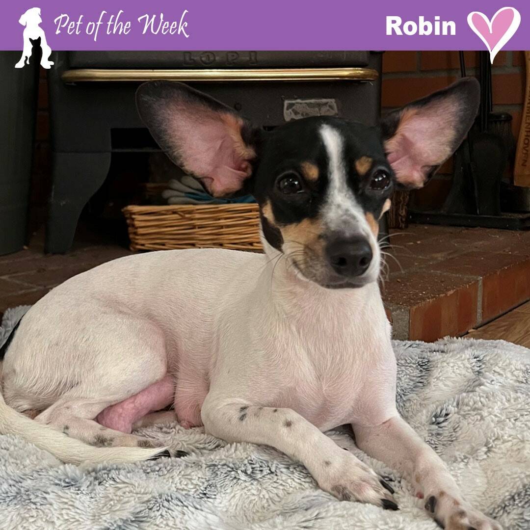 Meet Robin - Pet of the Week | The Journal of the San Juan Islands