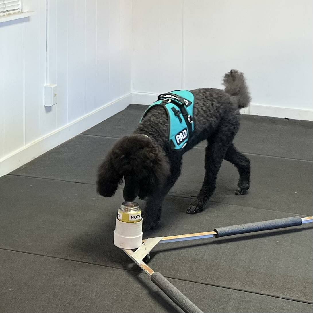Meet Mia - working like a dog for 458 days | The Journal of the San ...