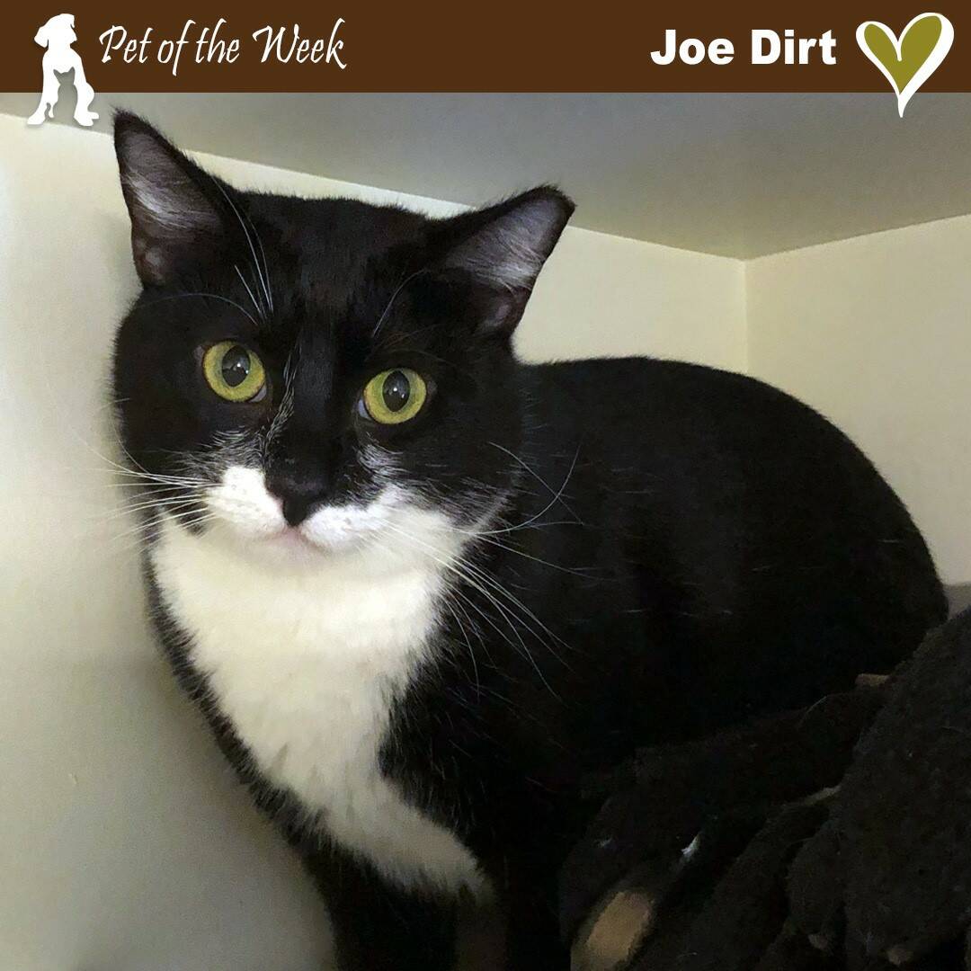Meet Joe Dirt - Pet of the Week | The Journal of the San Juan Islands