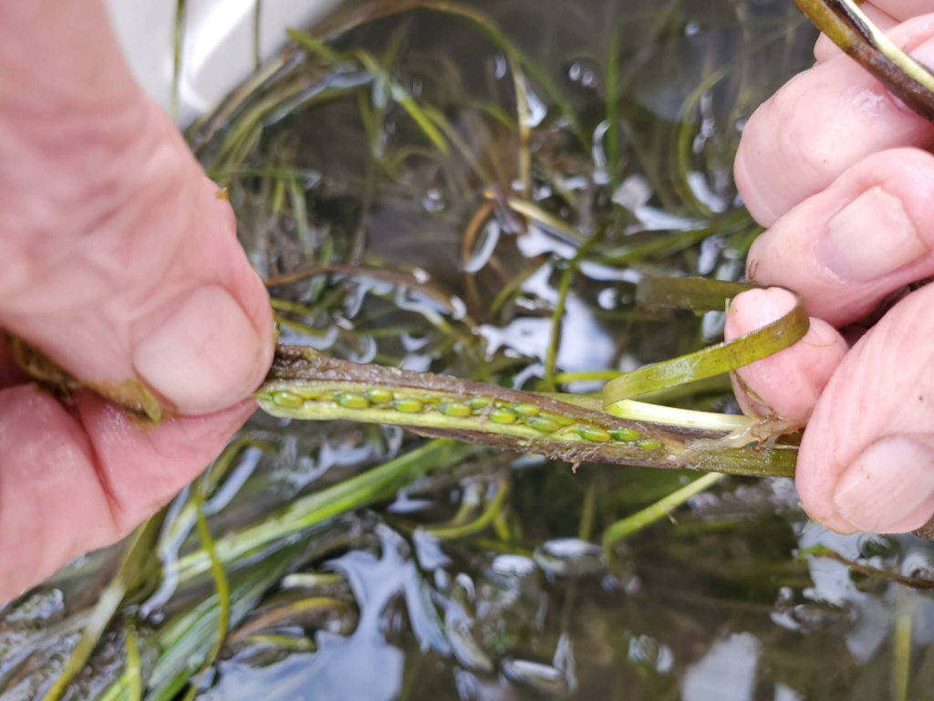 Restoring native eelgrass with seeds in the San Juans | The Journal of ...