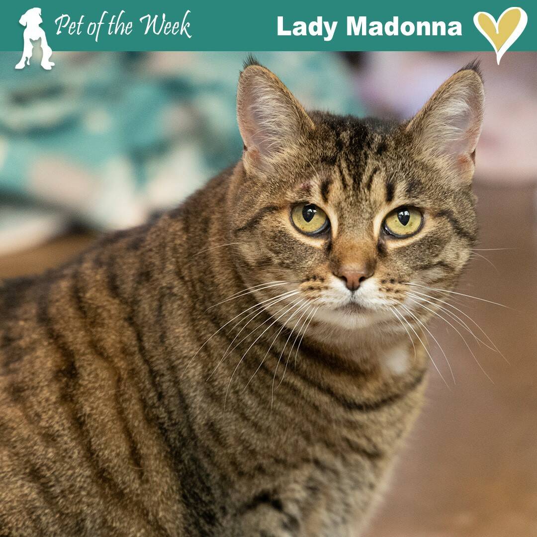 Meet Lady Madonna - Pet of the Week | The Journal of the San Juan Islands