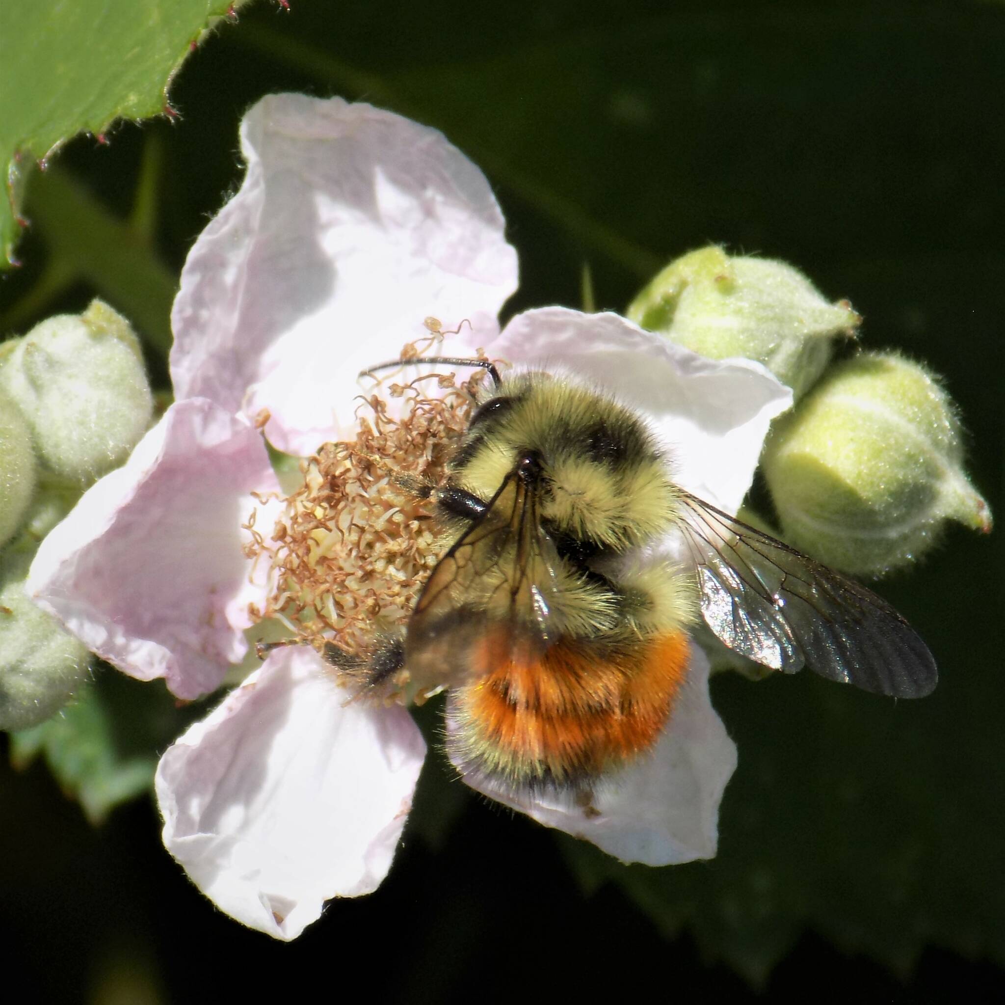 Queen bees of the isles | The Journal of the San Juan Islands