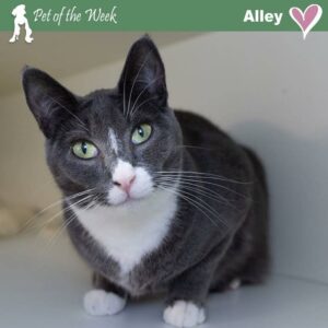 Meet Alley - Pet of the Week | The Journal of the San Juan Islands