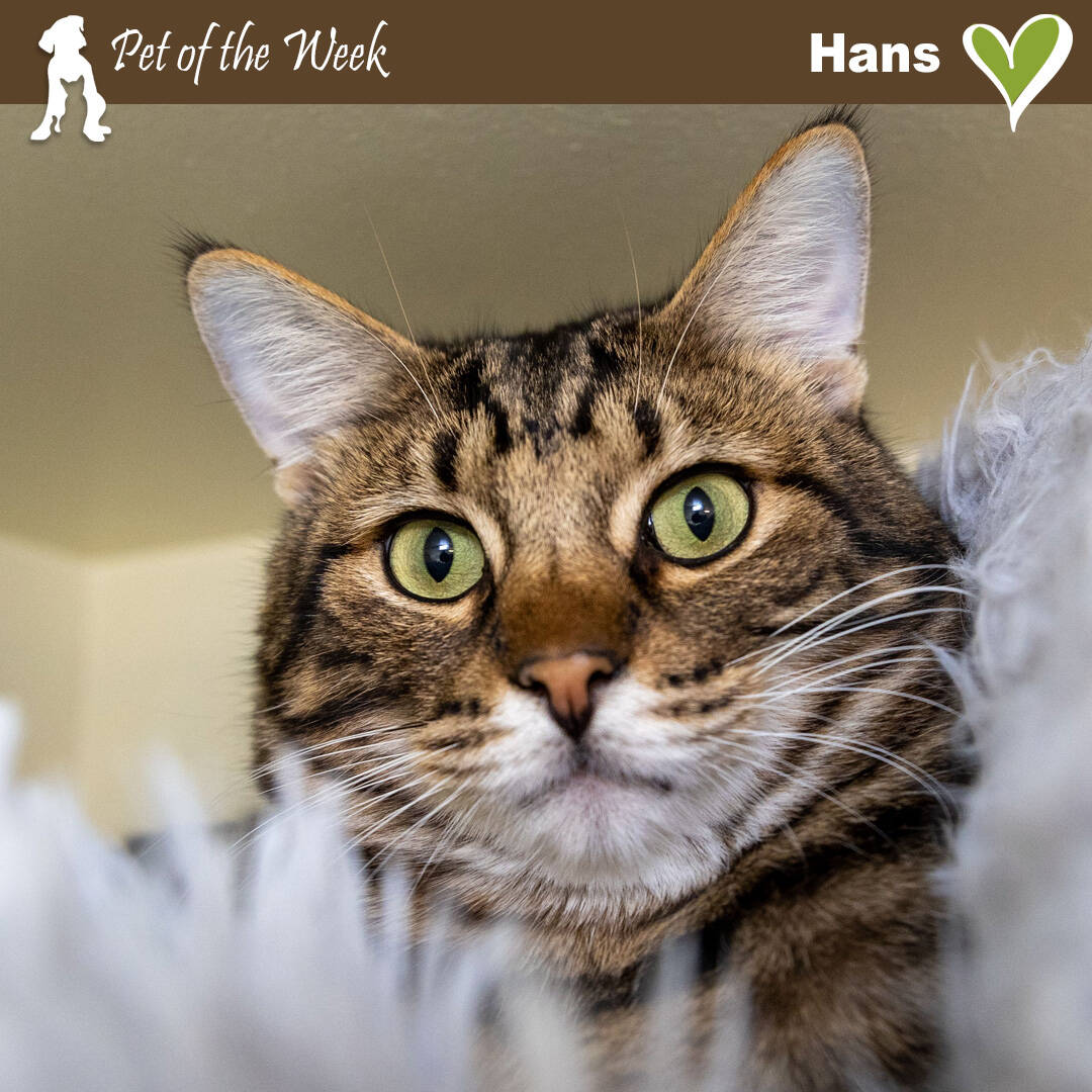 Meet Hans - Pet of the Week | The Journal of the San Juan Islands