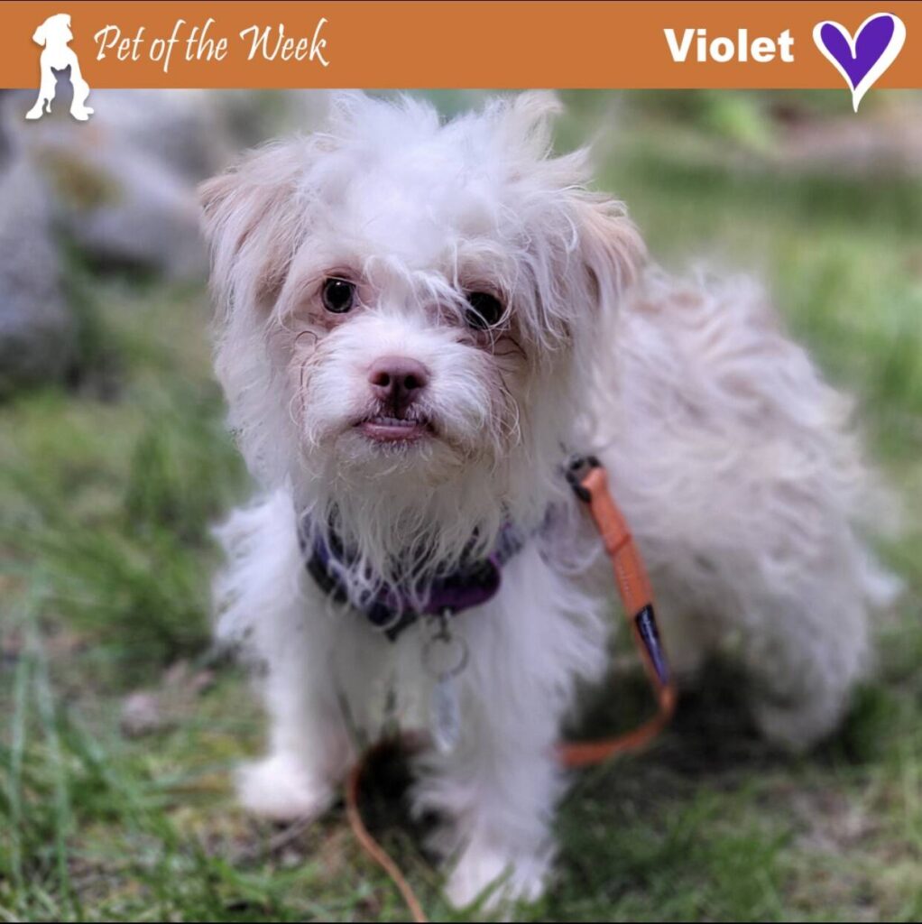 Meet Violet - Pet of the Week | The Journal of the San Juan Islands