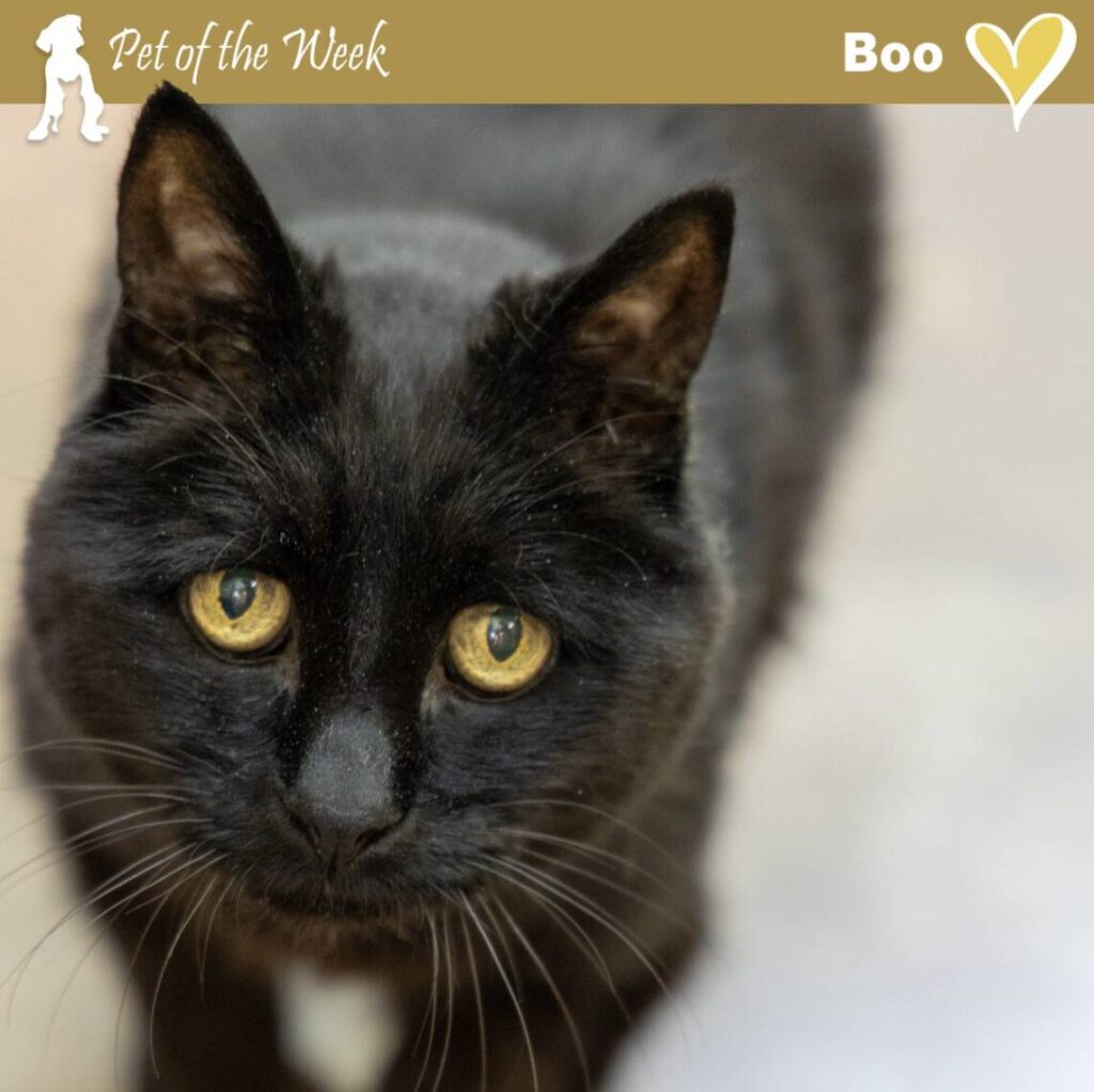 Meet Boo - Pet of the Week | The Journal of the San Juan Islands