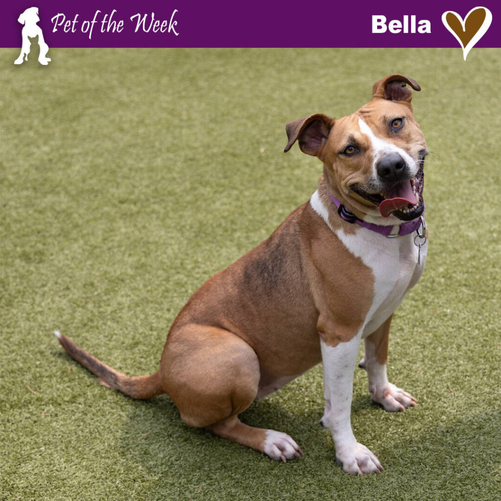 Meet Bella - Pet of the Week | The Journal of the San Juan Islands
